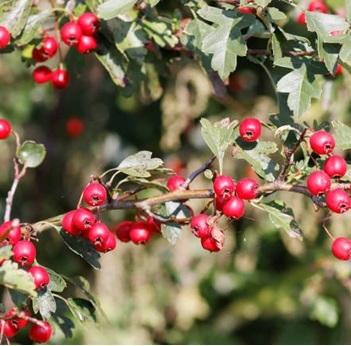 Hagtorn (Crataegus monogyna) – tørket bær | Urter og urteprodukter av ...